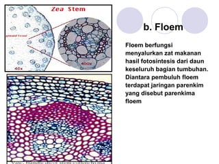 Jaringan tumbuhan | PPT