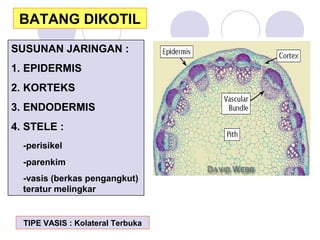 Jaringan tumbuhan | PPT