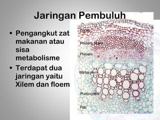Jaringan tumbuhan | PPT