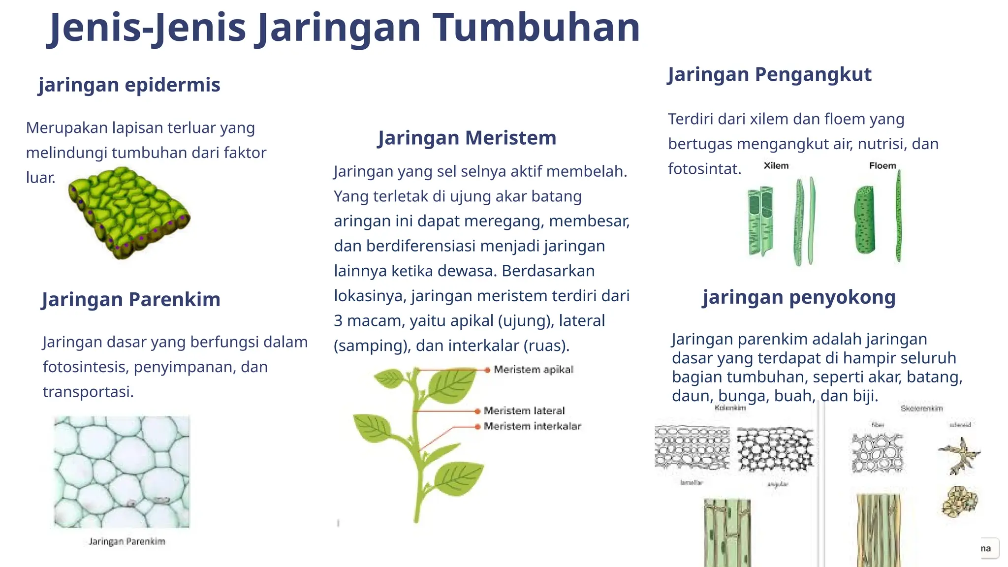 Jaringan-Tumbuhan-Jenis-Jenis-dan-Fungsinya mipa 2 (1).pptx
