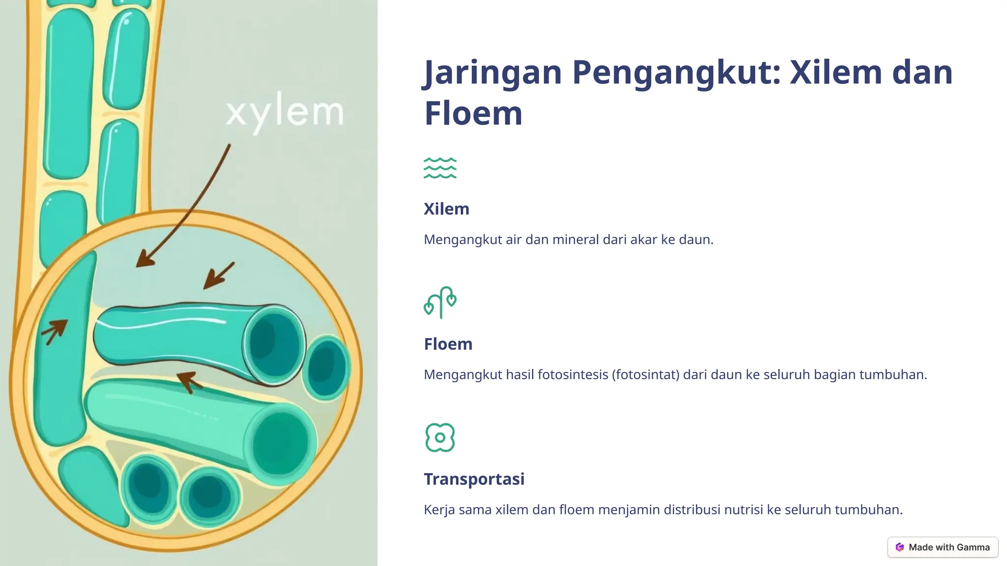 Jaringan-Tumbuhan-Jenis-Jenis-dan-Fungsinya mipa 2 (1).pptx