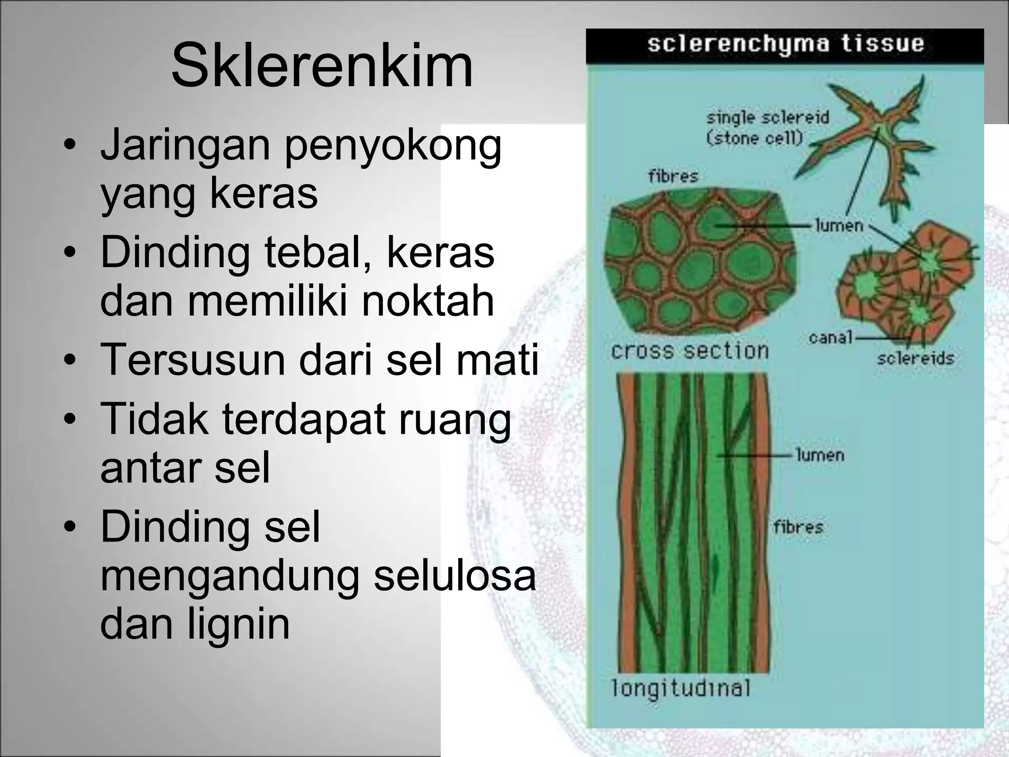 jaringan-tumbuhan1.ppt