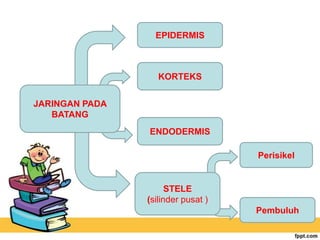 Jaringan akar dan batang | PPTX