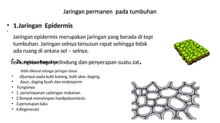 lebih dikenal sebagai jaringan dasar. dijumpai pada kulit batang, kulit ...