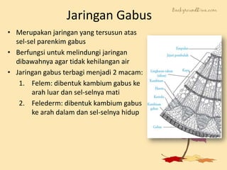 Jaringan dan Organ Tumbuhan | PPTX