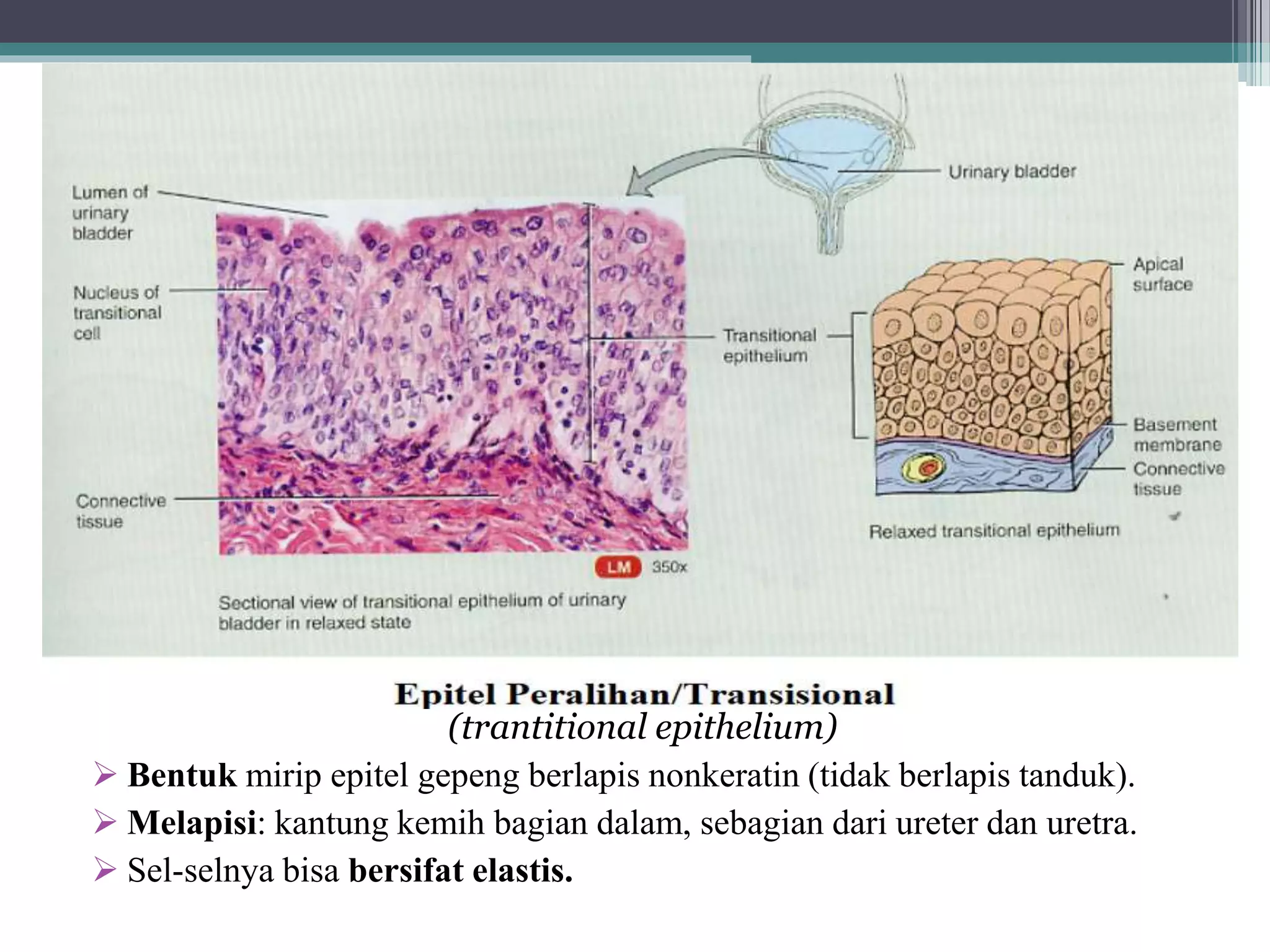 Jaringan epitel dan jaringan ikat | PPTX