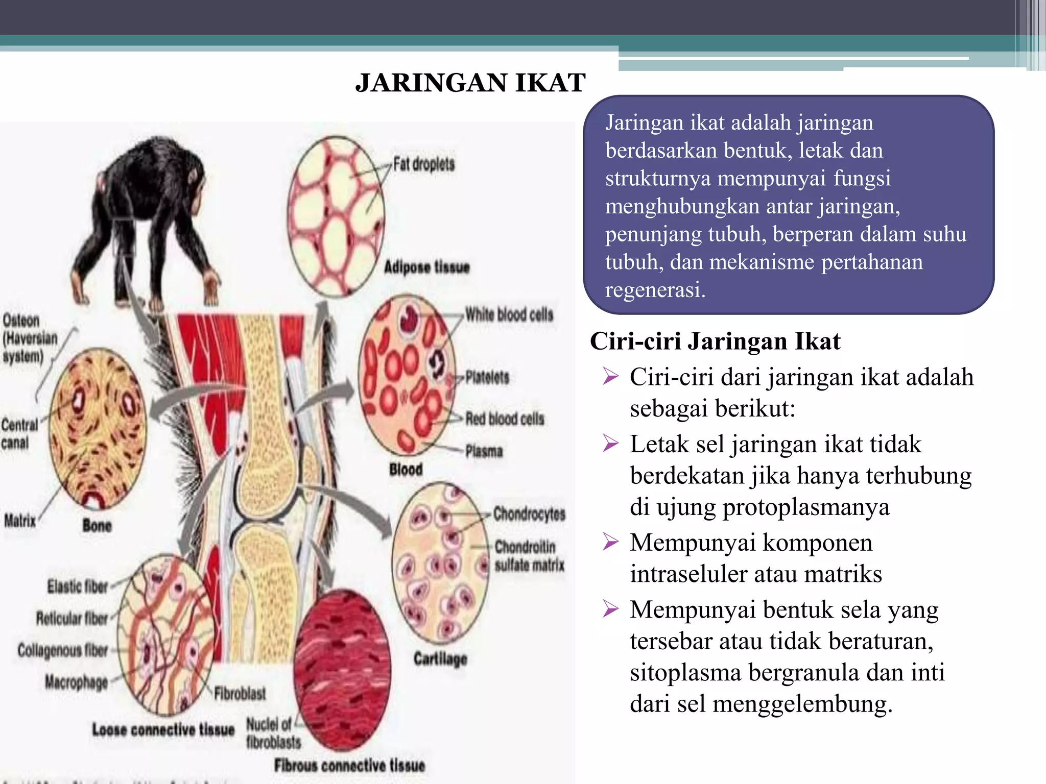 Jaringan epitel dan jaringan ikat | PPTX