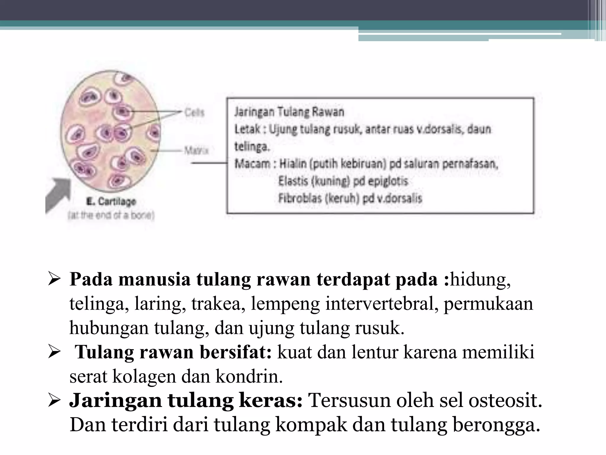 Jaringan epitel dan jaringan ikat | PPTX