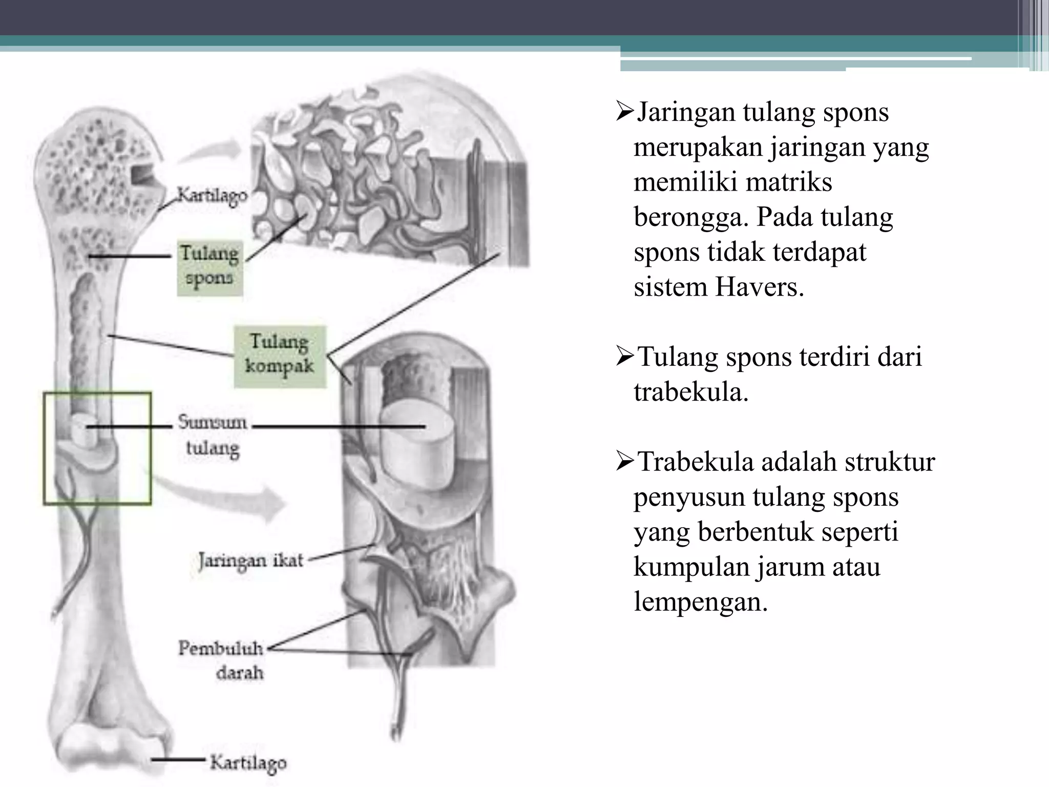 Jaringan epitel dan jaringan ikat | PPTX
