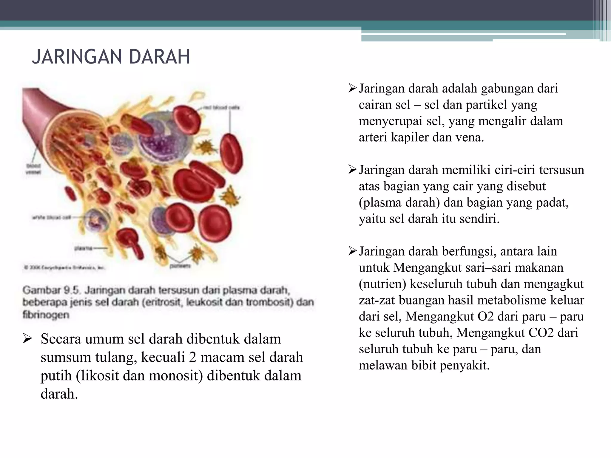 Jaringan epitel dan jaringan ikat | PPTX