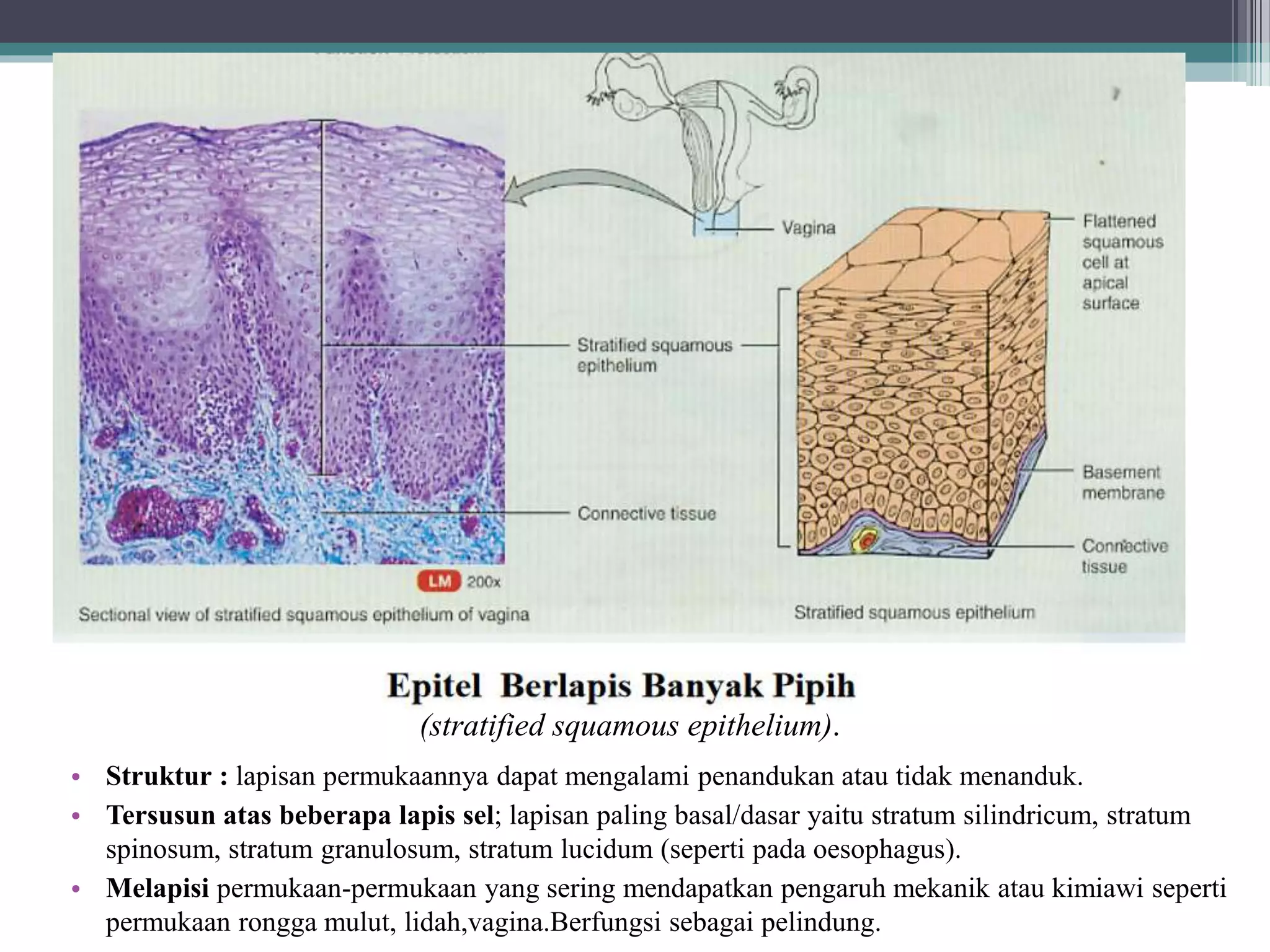 Jaringan epitel dan jaringan ikat | PPTX