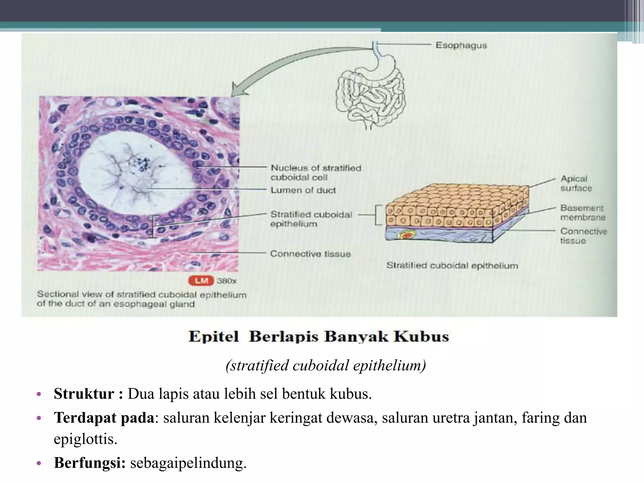 Jaringan epitel dan jaringan ikat | PPTX