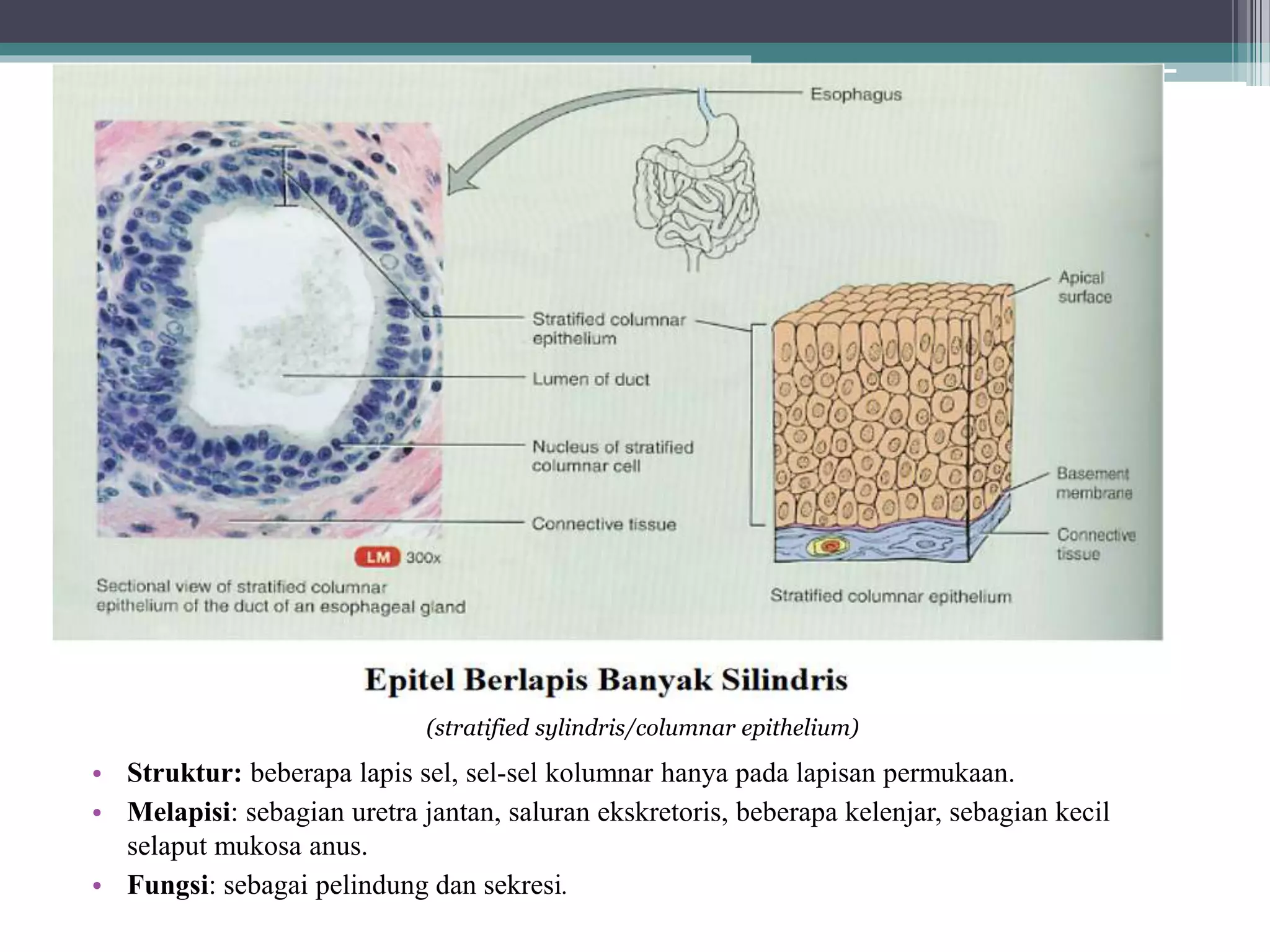 Jaringan epitel dan jaringan ikat | PPTX