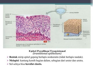 Jaringan epitel dan jaringan ikat | PPTX