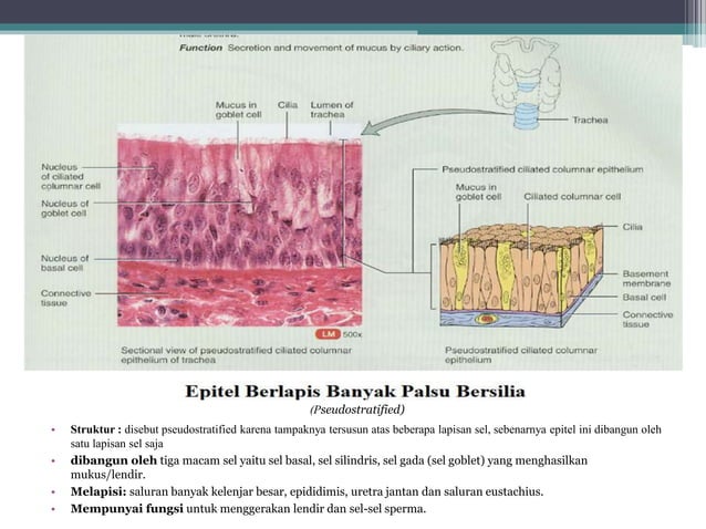 Jaringan epitel dan jaringan ikat | PPT