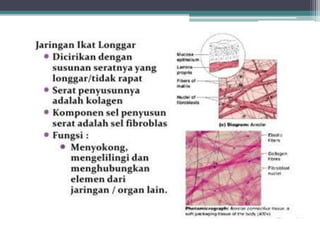 Jaringan epitel dan jaringan ikat | PPTX