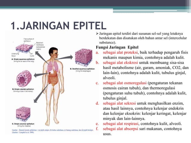 Jaringan epitel dan jaringan ikat | PPT