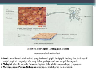 Jaringan epitel dan jaringan ikat | PPTX