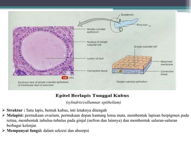 Jaringan epitel dan jaringan ikat | PPT