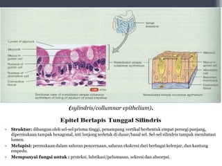 Jaringan epitel dan jaringan ikat | PPTX