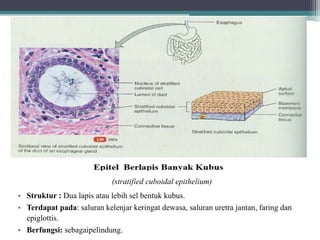 Jaringan epitel dan jaringan ikat | PPTX