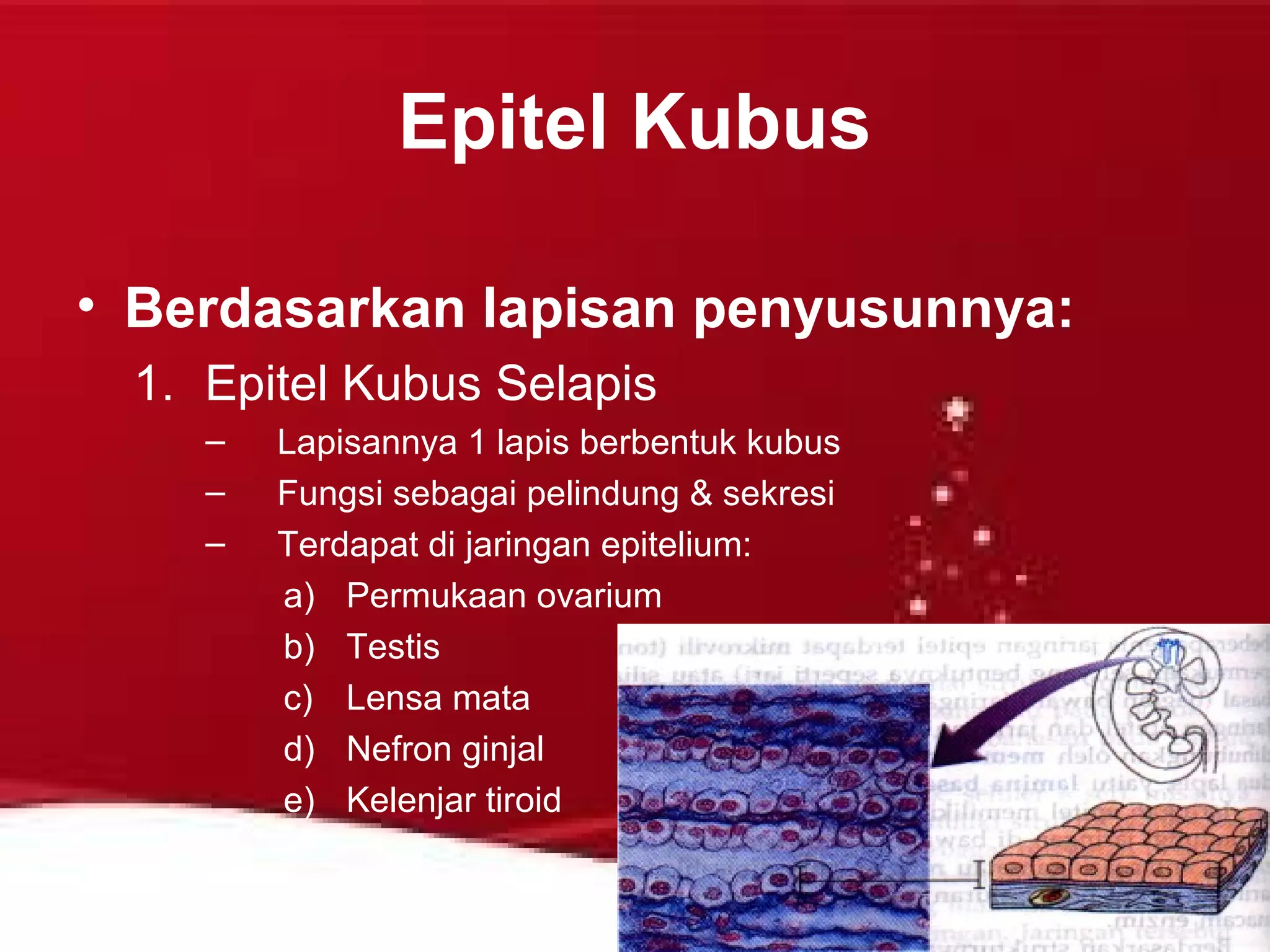 Jaringan dasar tubuh | PPT