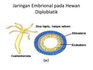 Jaringan embrional | PPTX