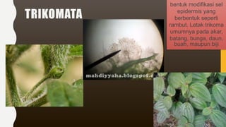 Jaringan epidermis | PPTX