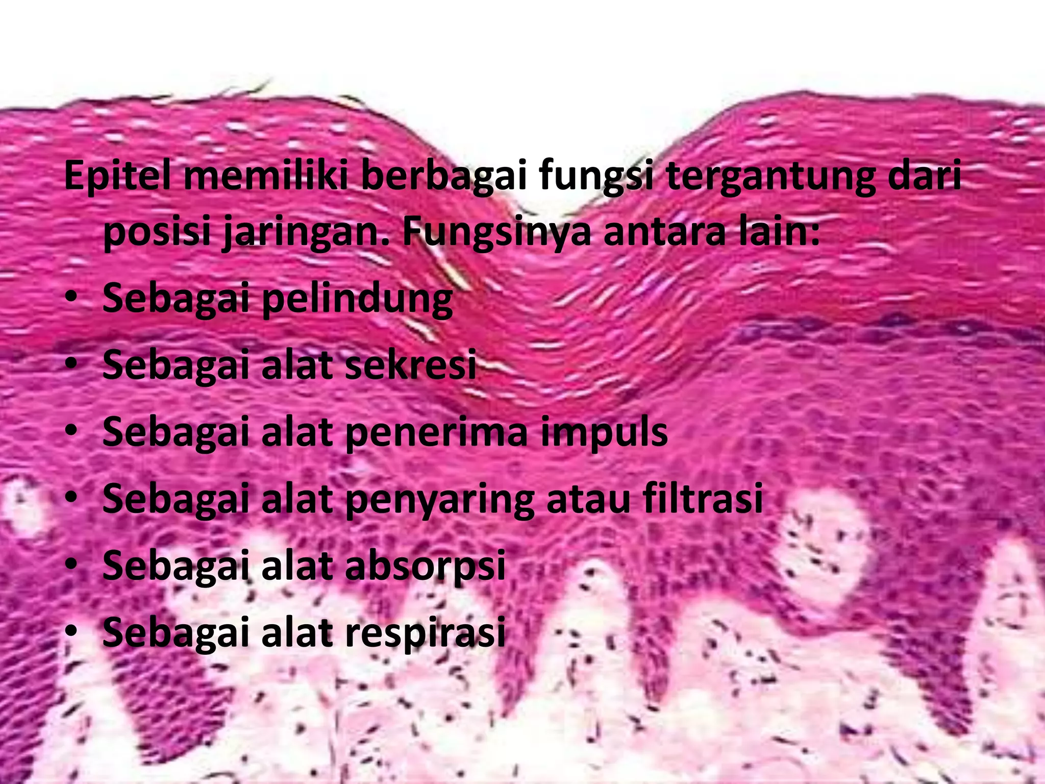 Jaringan epitel | PPTX