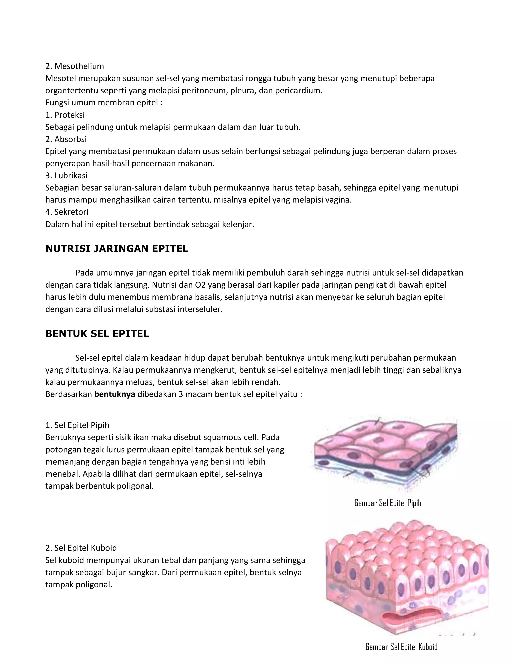 Jaringan epitel | DOCX