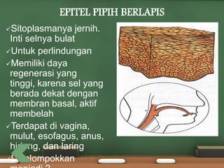 Jaringan epitel | PPTX