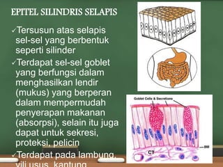 Jaringan epitel | PPTX