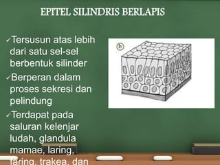 Jaringan epitel | PPTX