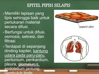 Jaringan epitel | PPTX