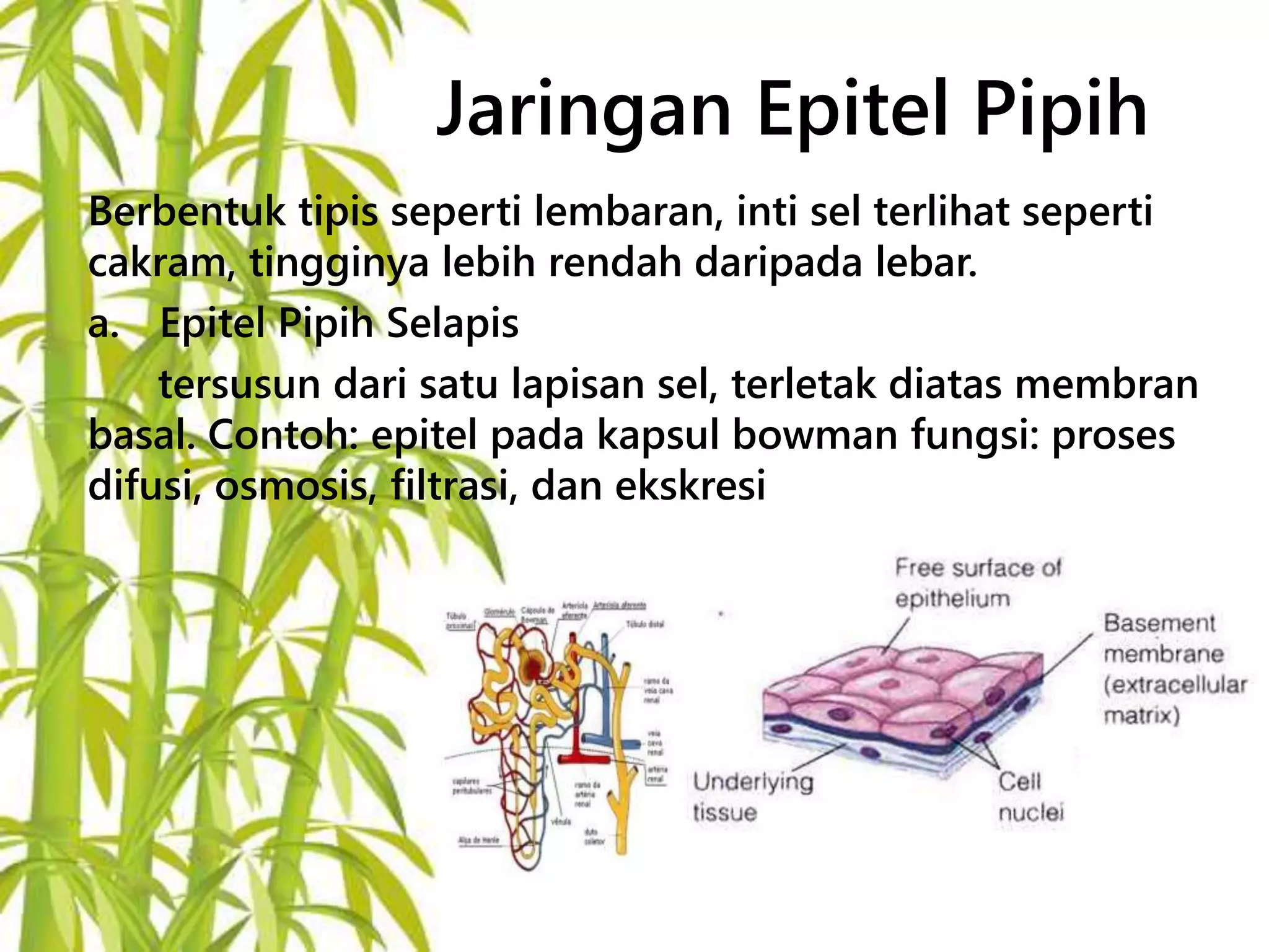 Jaringan epitel | PPTX