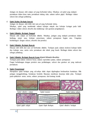 Jaringan epitel dan Jaringan Ikat | DOCX