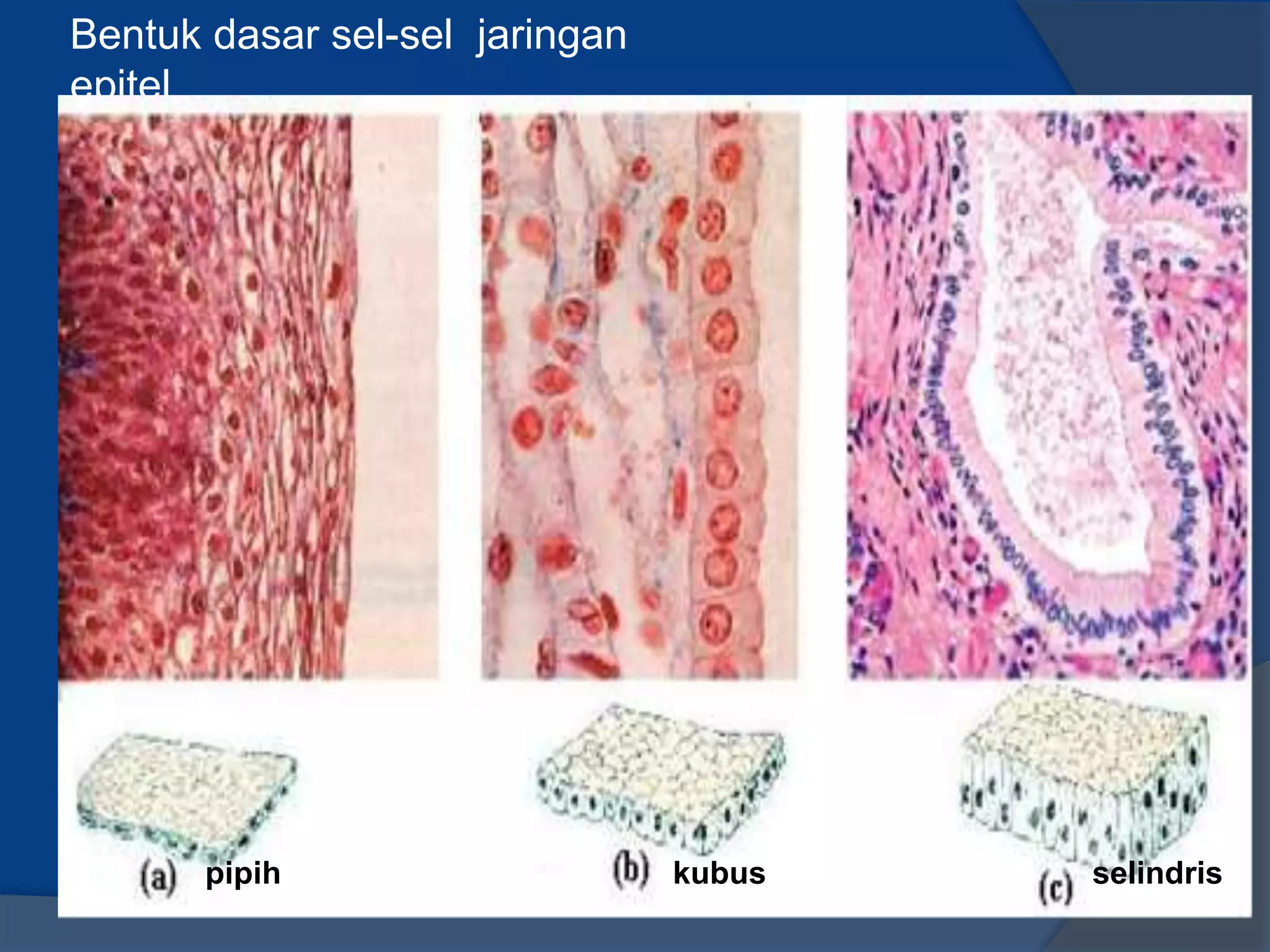 Jaringan epitel | PPTX