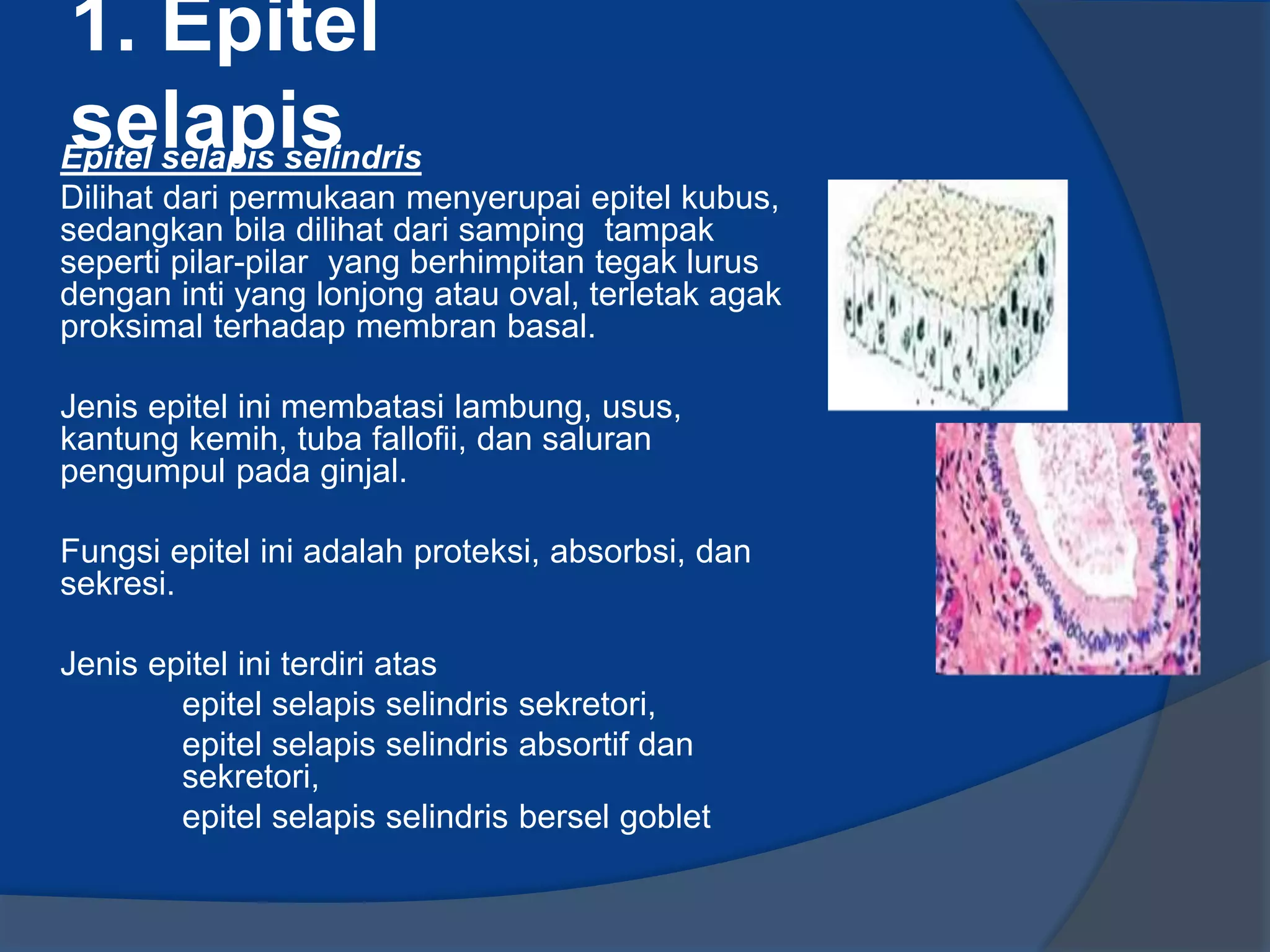Jaringan epitel | PPTX