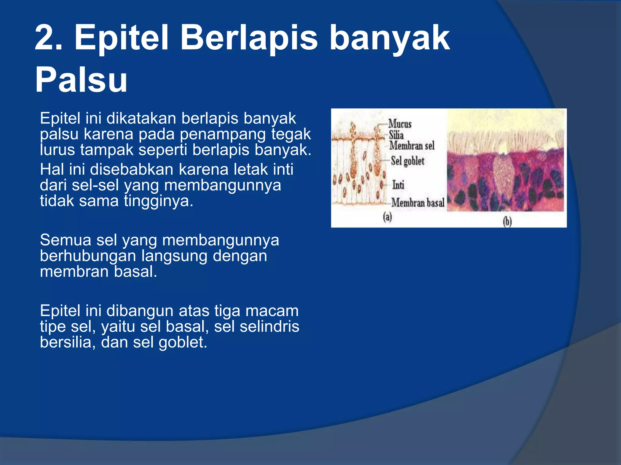 Jaringan epitel | PPTX