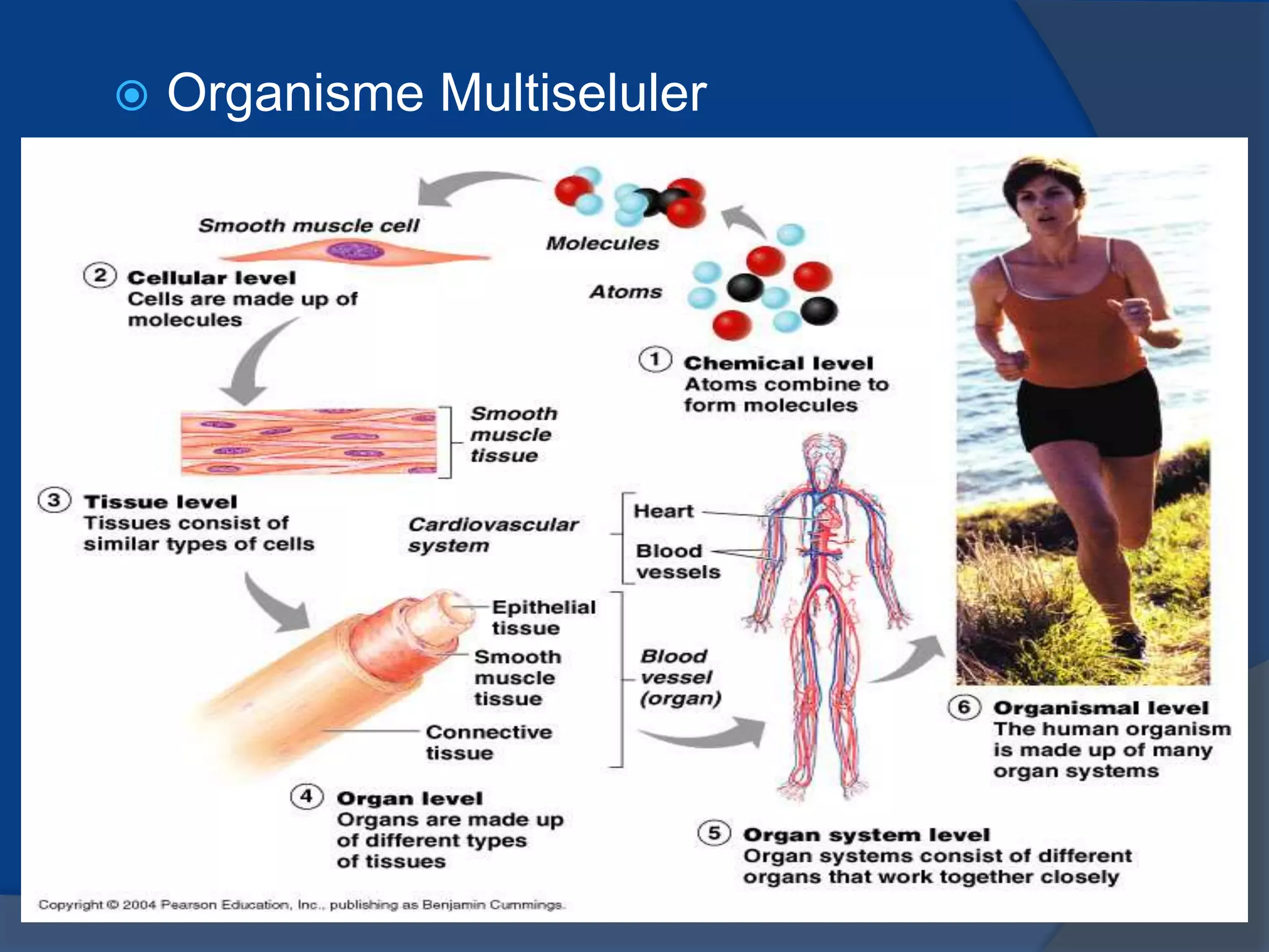 Jaringan epitel | PPTX