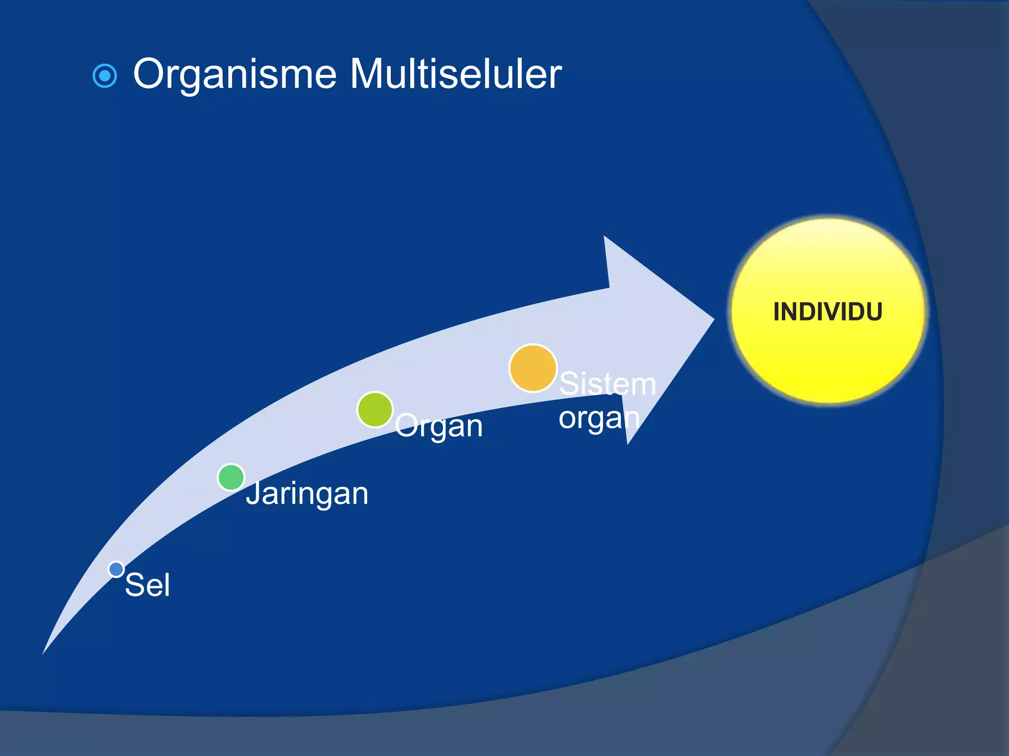 Jaringan epitel | PPTX