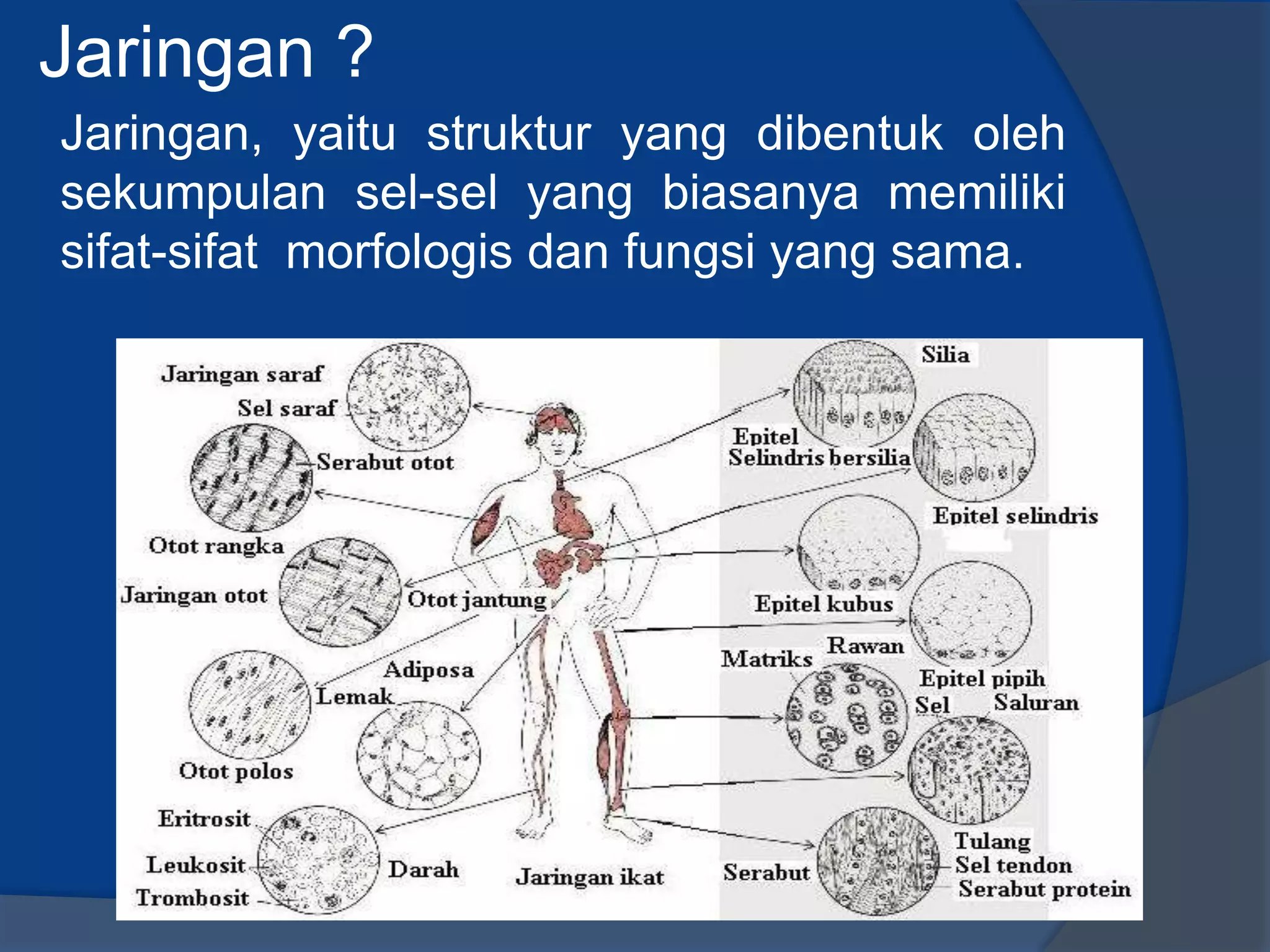 Jaringan epitel | PPTX