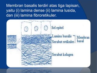 Jaringan epitel | PPTX