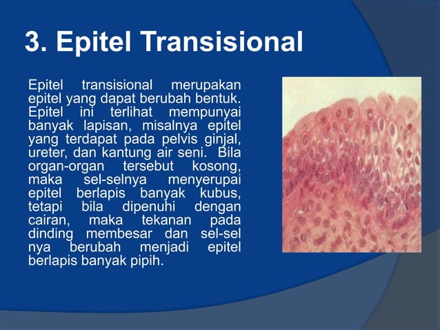 Jaringan epitel | PPTX