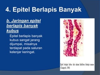 Jaringan epitel | PPTX