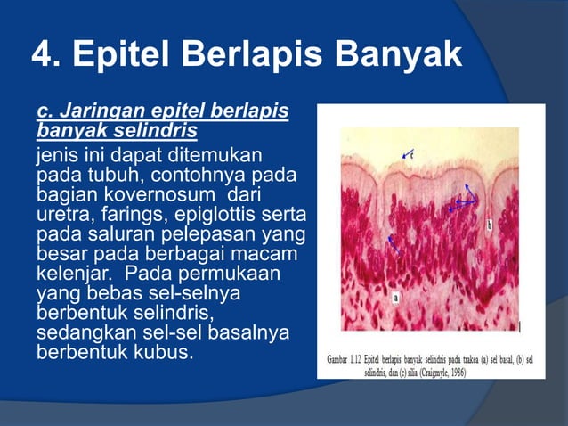 Jaringan epitel | PPTX