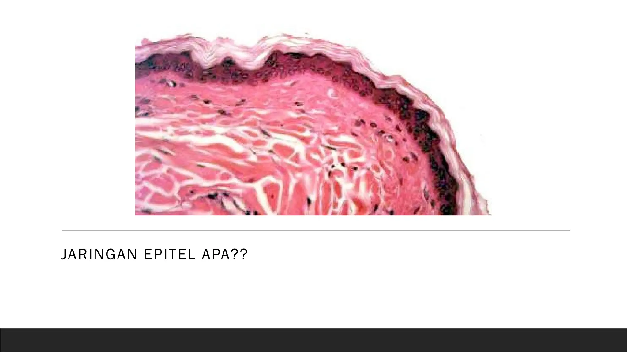Materi Jaringan Epitel, Struktur, dan Fungsinya | PPTX