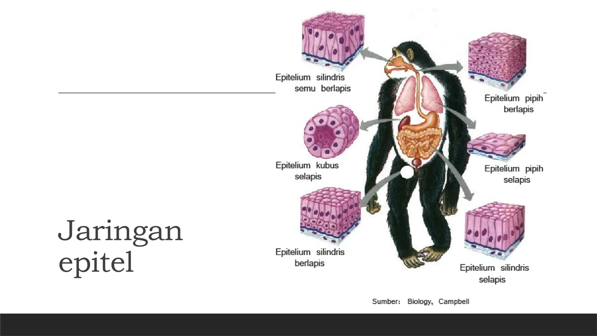 Materi Jaringan Epitel, Struktur, dan Fungsinya | PPTX