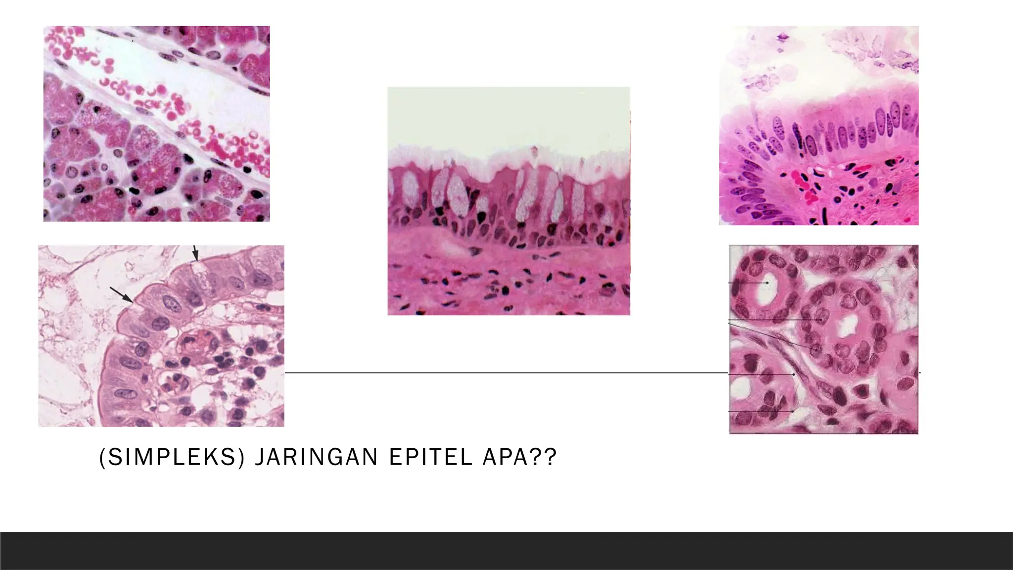 Materi Jaringan Epitel, Struktur, dan Fungsinya | PPTX