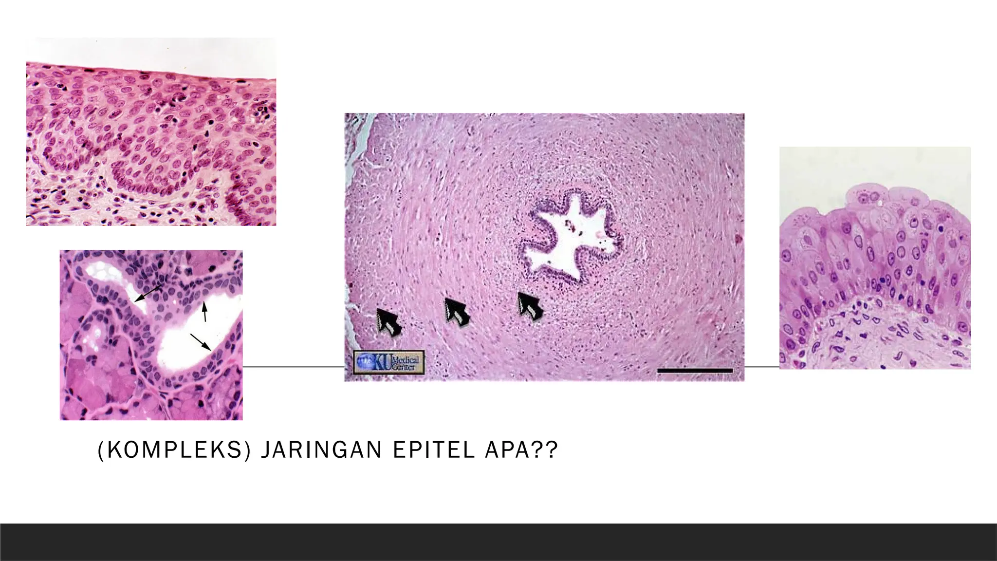 Materi Jaringan Epitel, Struktur, dan Fungsinya | PPTX